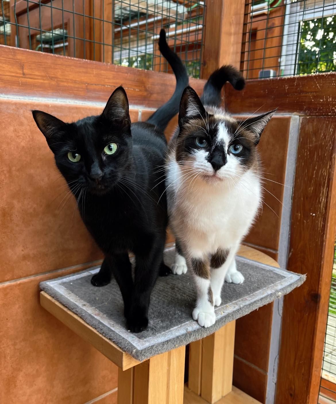 Animal Rescue Algarve spearheads Mega Cat project in the Algarve - The ...