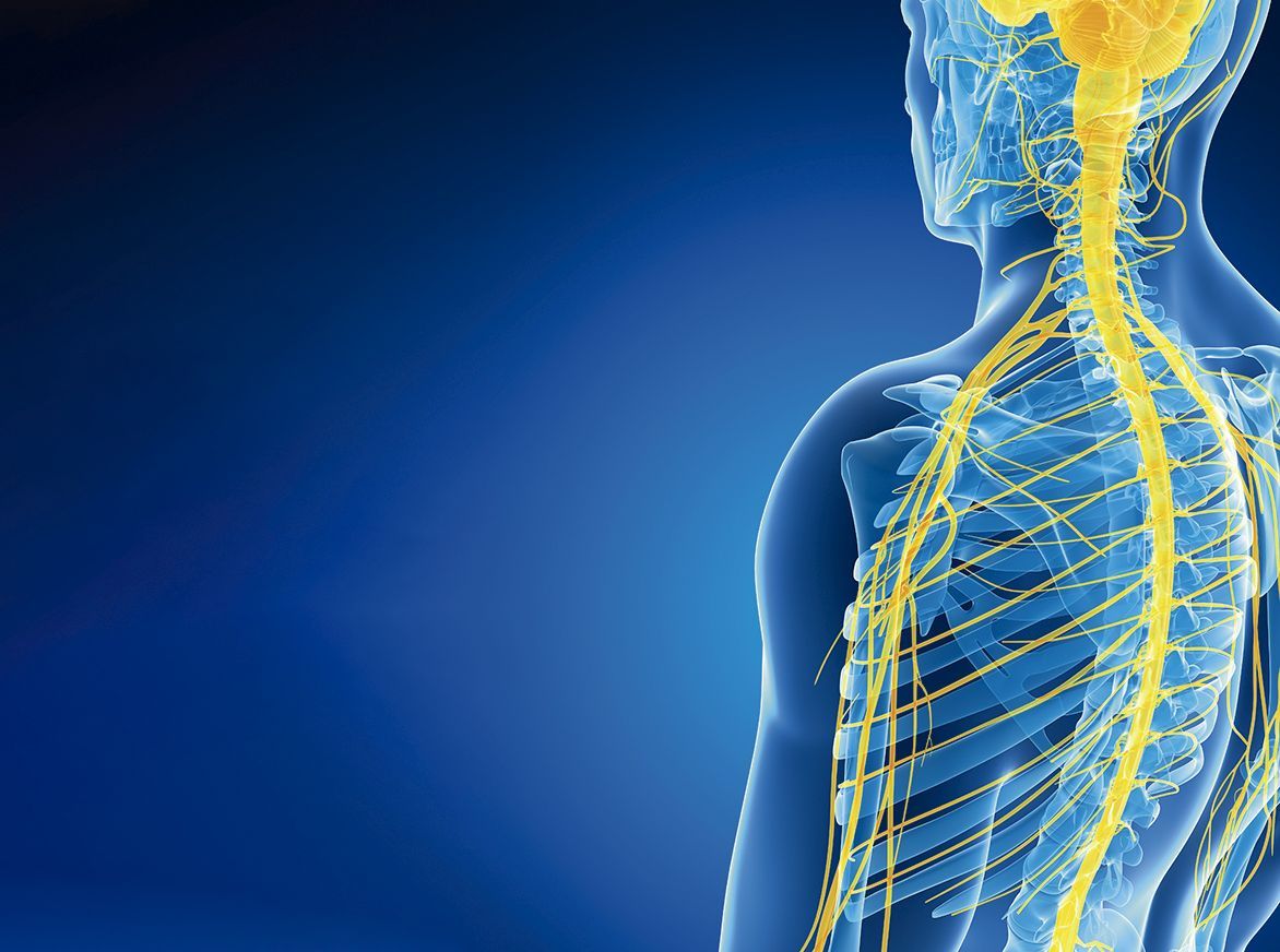 How Does The Nervous System Work The Portugal News