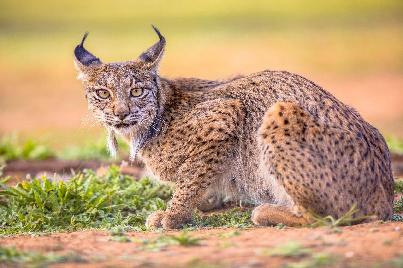 Two lynxes to move to Gaia Biological Park - The Portugal News