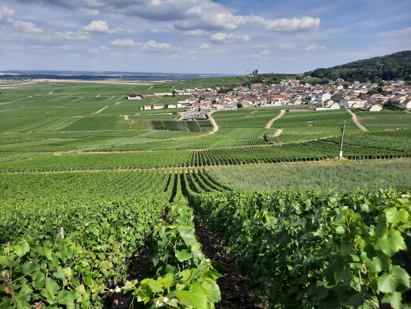 Á primeira região demarcada de espumantes em Portugal a Távora-Varosa ...
