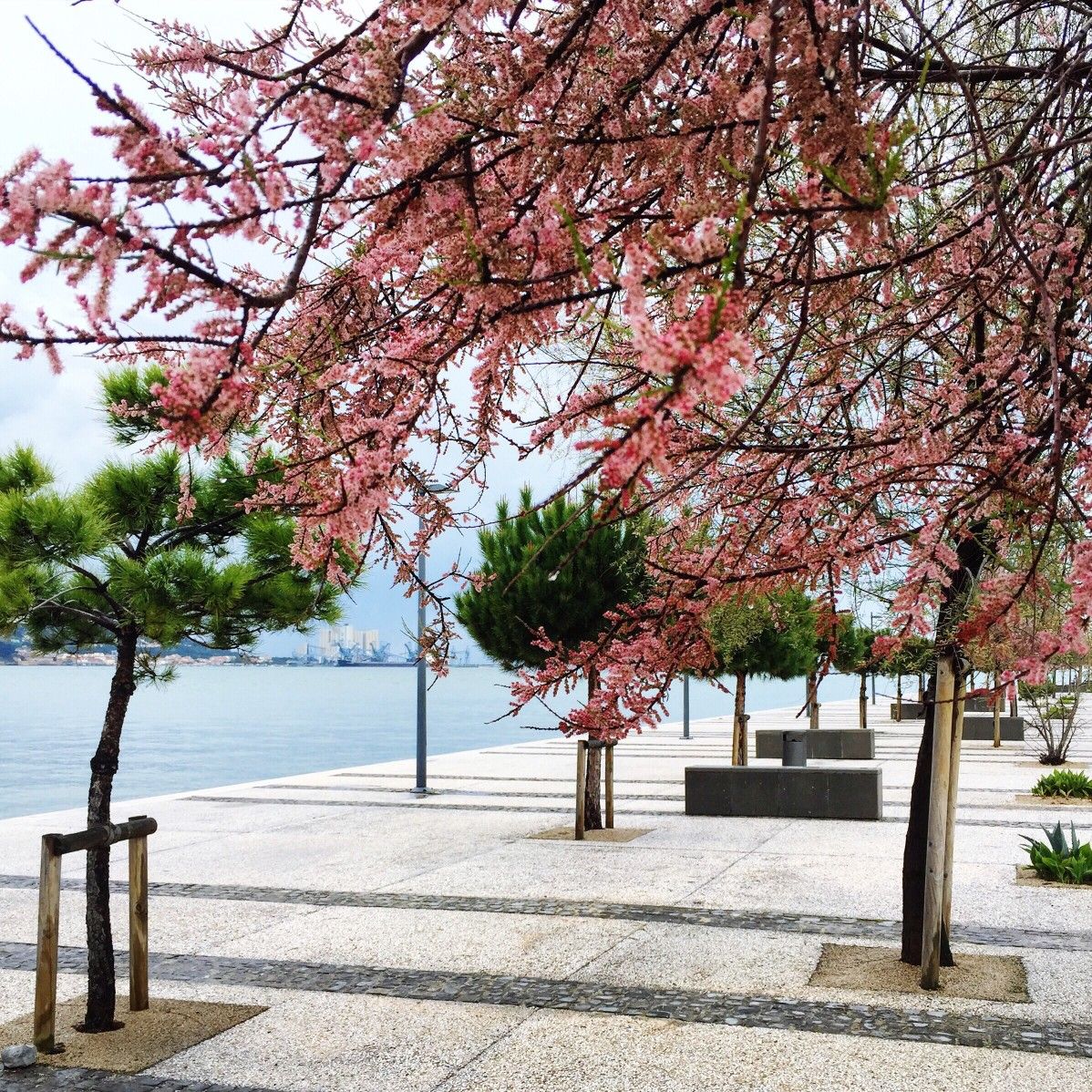 Lisboa plantará dos árboles por cada uno que se tale - The Portugal News